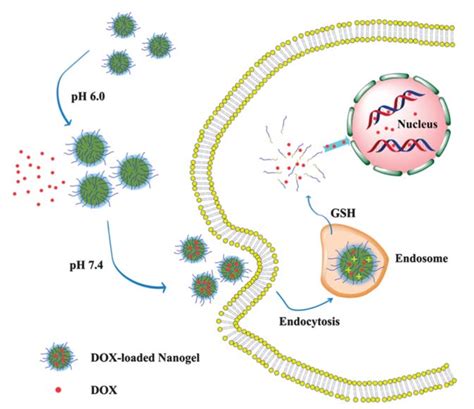 Ph And Reduction Dual Responsive Nanogel Cross Linked By Quaternization Reaction For Enhanced