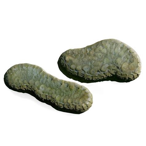 Download Fossilized Algae Png Mtx Wallpapers Com