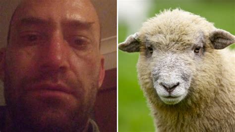 Drug Fueled Degenerate Lands In Jail For Having Sex With Sheep Newspopau