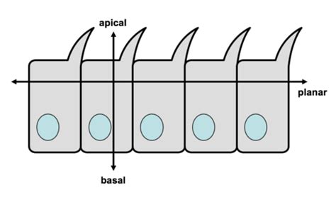 Dynamic Cell Lecture 16 Cell Polarity Flashcards Quizlet
