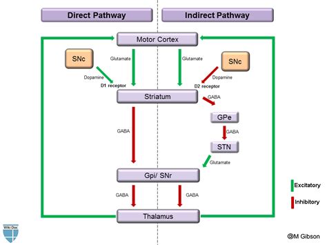 Basal Ganglia Circuit