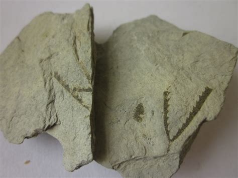 Dr Pollacks Wonderfully Beneficial Geology Class Fossils Phylum Hemichordata Class Graptolite