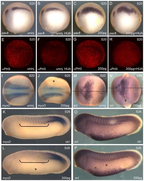 Ectopic Lhx1 Expression Causes A Fate Transformation Event Embryos