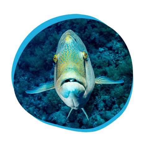 Triggerfish Rov Guide