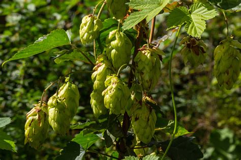 Humulus Lupulus는 대마 가족의 다년생 초본 식물의 종입니다 야생에서 자라며 농업 산업에서도 재배되는 약용 식물 0명에 대한 스톡 사진 및 기타 이미지 Istock