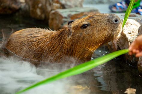 Capybara Pet