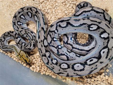 Rainbow Or Arcoiris Reticulated Python Genetics And Species
