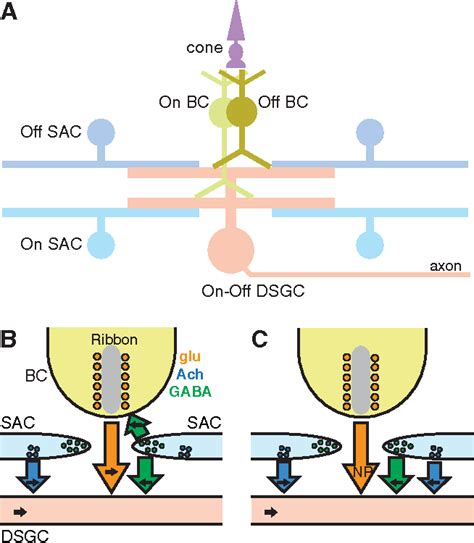 Figure 1 From Excitatory Synaptic Inputs To Mouse On Off Direction Selective Retinal Ganglion