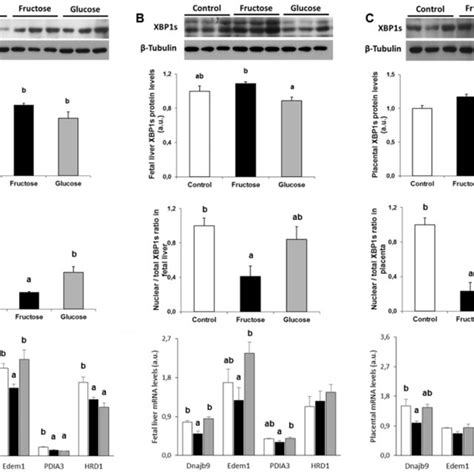Maternal Intake Of A 10 Wv Fructose Solution Throughout Gestation