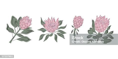 프로테아 꽃 손으로 그린 스케치 웨딩 허브 초대장 우아한 잎을 식물 날짜 카드 디자인을 저장합니다 식물 소박한 트렌디 한 녹지