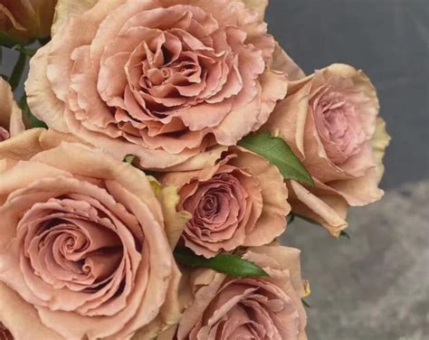 Rose Perfu Purple，紫魂香水 Japanese Cut Rose Long Lasting Blooming