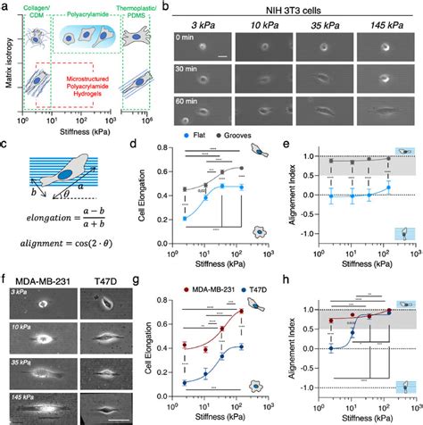 Substrate Stiffness Modulates Topographical Contact Guidance A Download Scientific Diagram