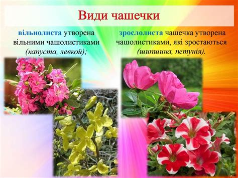 Квітка як орган статевого розмноження рослин презентация онлайн