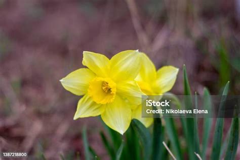 이른 봄에 화단에 피는 작은 수선화 앵초 구근 식물의 봄 꽃 0명에 대한 스톡 사진 및 기타 이미지 0명 계절 꽃 나무 Istock