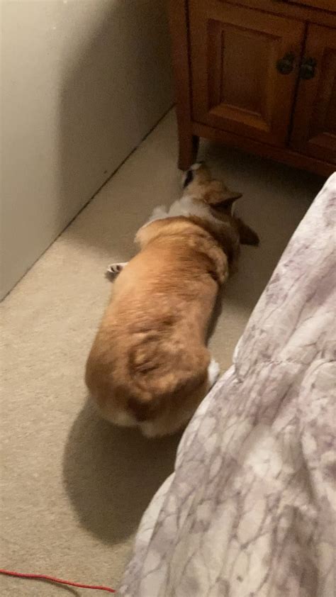Tobi Murdered A Basement Grasshopper Rcorgis
