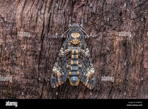 Deaths Head Hawkmoth Acherontia Atropos Resting On Rough Wood This