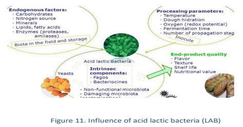 Dough Processing Route First Steps Of The Technological Flow Food Gurukul Goln English