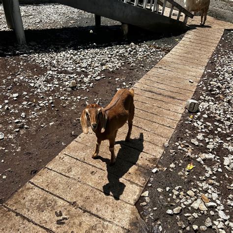 Pd Model Look Portdicksonattractions Puterirajen Fyp