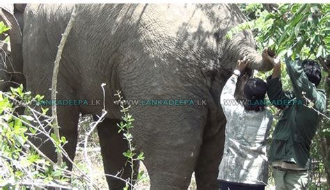 අලියෙකුගේ ඉදිරි කකුල් දෙකට වෙඩි තියලා Lankadeepa Online
