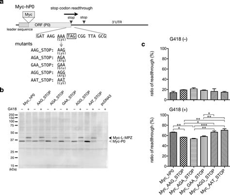 Influence Of Mutations In The Sequence Upstream Of The Stop Codon On P0