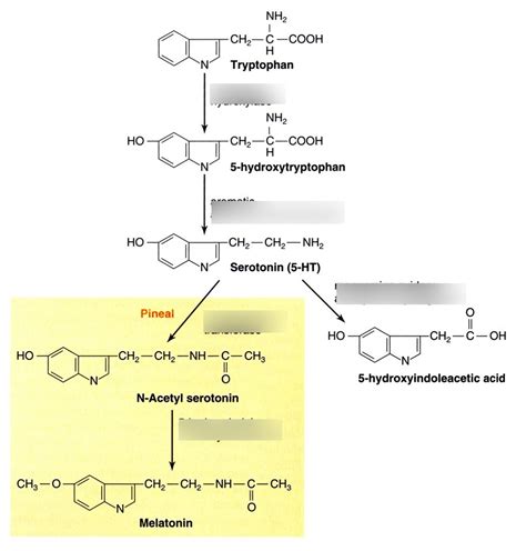 Serotonin Biosynthesis Diagram Quizlet