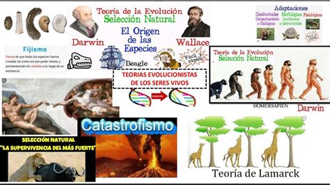 Mapas Mentales Cambios En Los Seres Vivos Y Procesos De Extinción Udocz