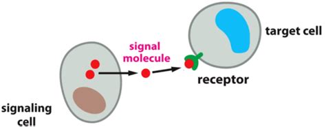 Cell Signalling Importance Flashcards Quizlet