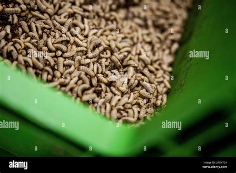 Bergen Op Zoom Larvae Of The Soldier Flies Hermetia Illucens At