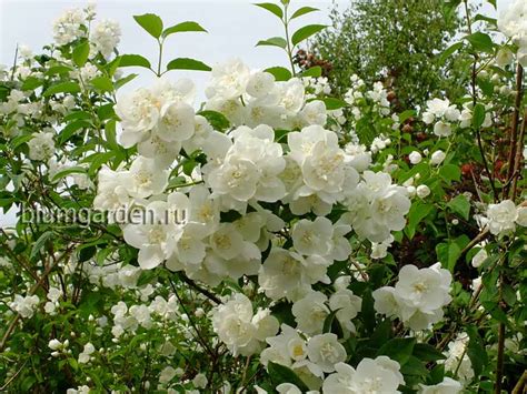 Чубушник махровый купить саженцы ⋆ питомник blumgarden.ru