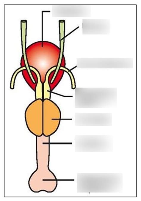 Male Repro 3 Diagram Quizlet