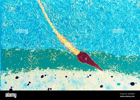 False Colour Transmission Electron Micrograph Tem Of An Egg Ovum During Fertilisation