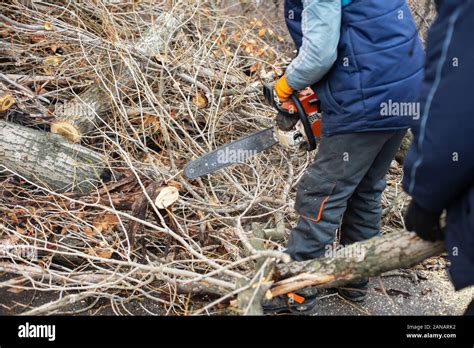 A Utility Worker Is Cutting Large Tree Branches Trimming Tree Branches Interfering With Power