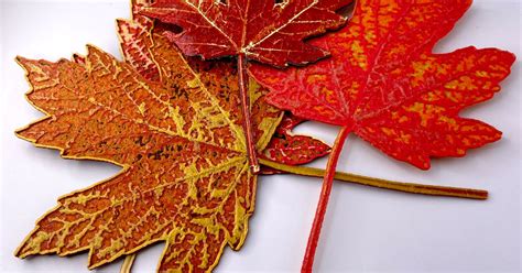 Fall Maple Leaves Hueforge By Pezliz Download Free Stl Model
