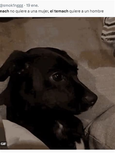 Cringe La Secta De Temach Los Mejores Memes De Su ‘bautizo A Sus