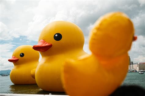 Giant Rubber Duck Wallpaper