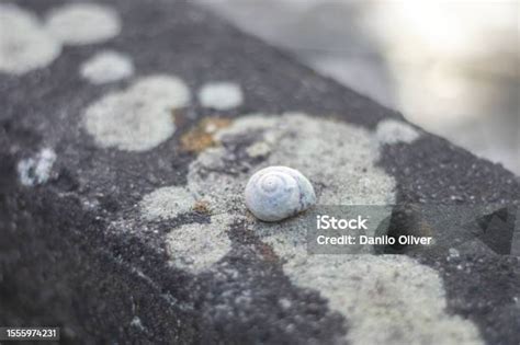 곰팡이 자연 채광이있는 돌 위에 다양한 종류의 바다 껍질 0명에 대한 스톡 사진 및 기타 이미지 0명 Hurricane Sandy 개성 개념 Istock