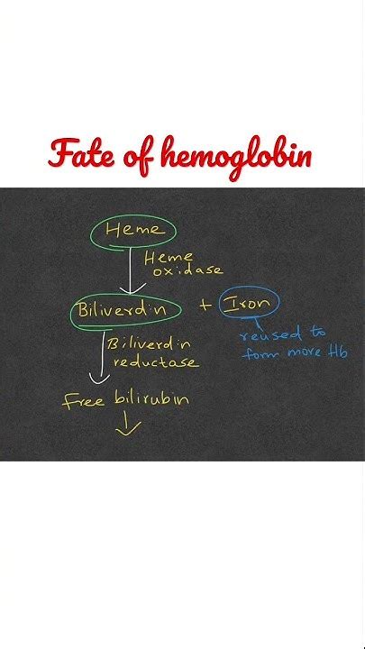 Fate Of Hemoglobin ~ Synthesis Of Bilirubin Youtube