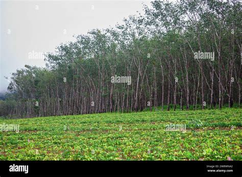 Rubber Tree Growing Conditions At Raymond Trombly Blog
