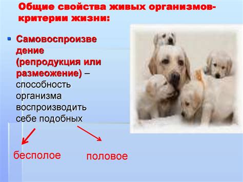 Общие свойства живых организмов презентация онлайн