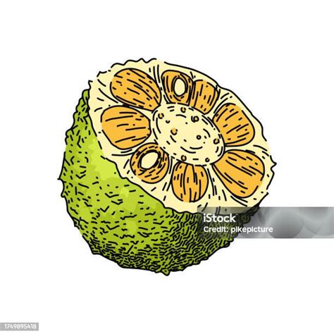 과일 Jackfruit 스케치 손으로 그린 벡터 과일에 대한 스톡 벡터 아트 및 기타 이미지 과일 나무 노랑 Istock