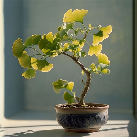 Ginkgo Biloba Tout Savoir Sur Cet Arbre Remarquable Sde68 Habitat