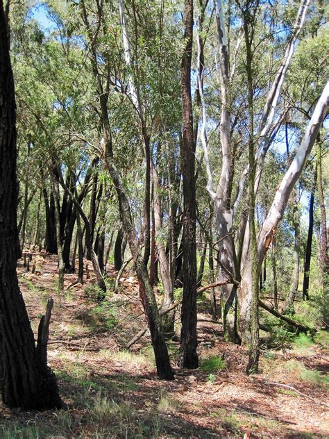 유칼립투스 나무 숲이 우거진 지역 키가 큰 녹색 경 Pixabay의 무료 사진 Pixabay