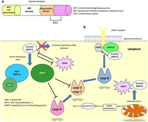 Survivin And Interaction With Apoptotic Pathways A Schematic