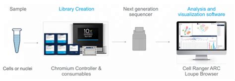 10x单细胞转录组分析方案大放送 知乎