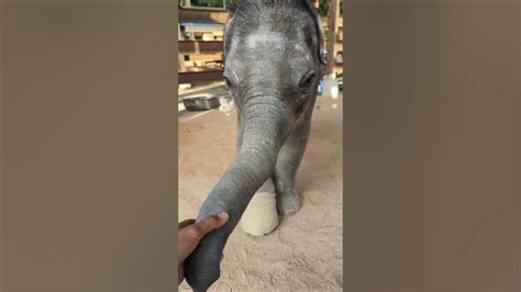 Pets Elephant កូនដំរីលំផាត់ Animals Cute Youtube