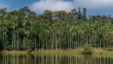 Pulkit Sahu On Linkedin Homestays Nestled Amidst Coffee Plantations Saffronstays