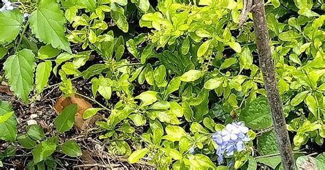 My Little Front Yard Lizards Album On Imgur