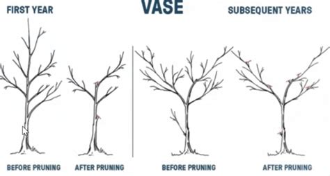 Tree Pruning 101 City Of Stirling Fiona Blackham Of Gaia Permaculture ParasUniversal