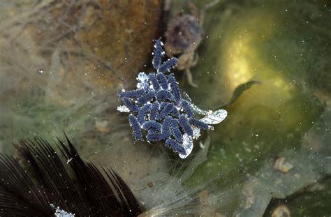 Anurida Maritima Seashore Springtail