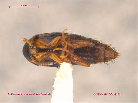Tachyporinae